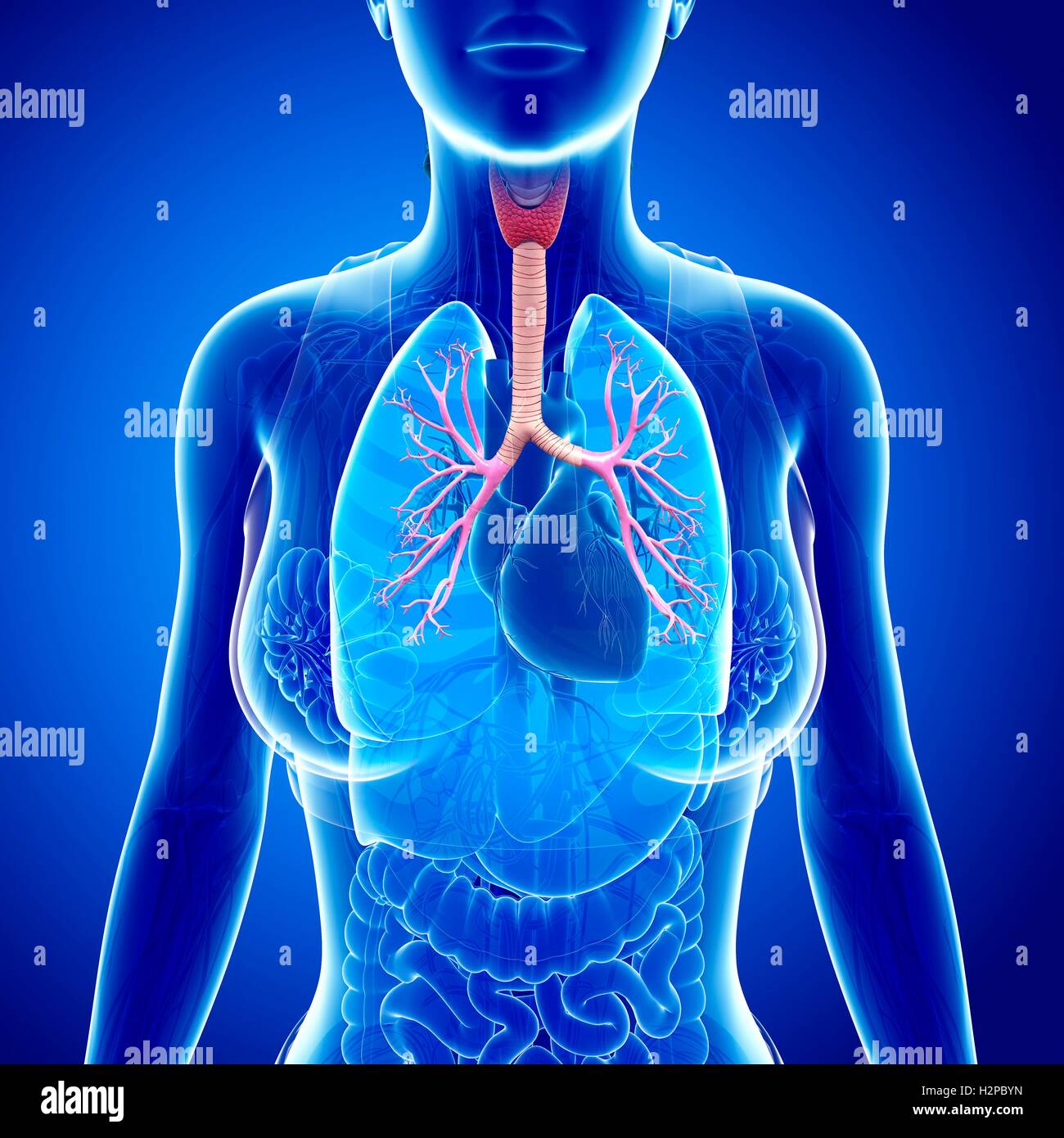 Illustration de la trachée et des bronches Photo Stock - Alamy