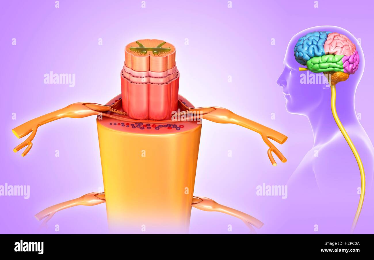 Coupe transversale du cerveau humain Banque de photographies et d ...