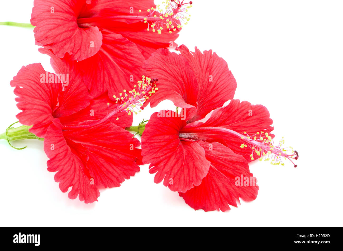 Fleur d'hibiscus isolé Banque de photographies et d’images à haute ...