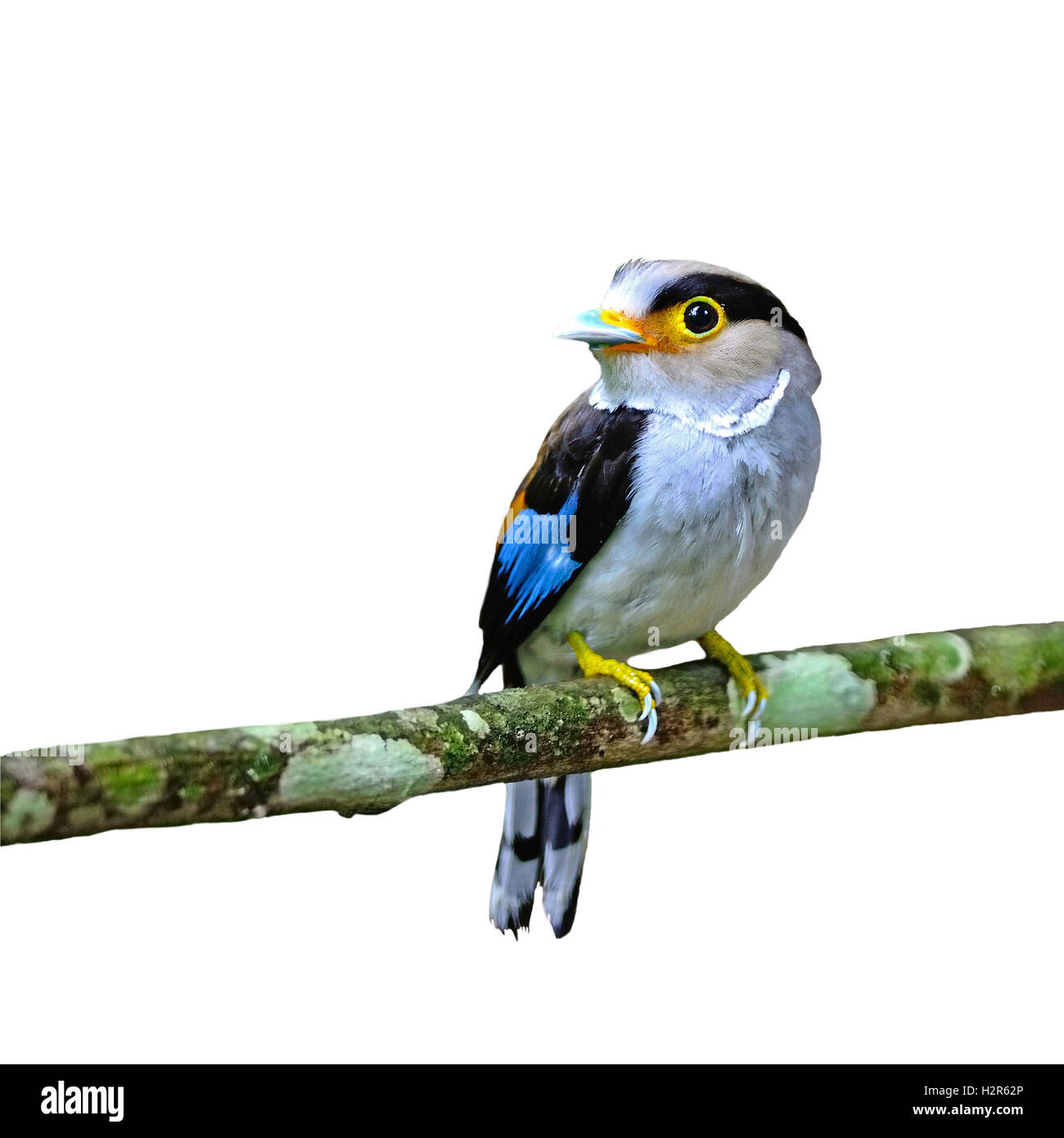 La broadbill Banque d'images détourées - Alamy