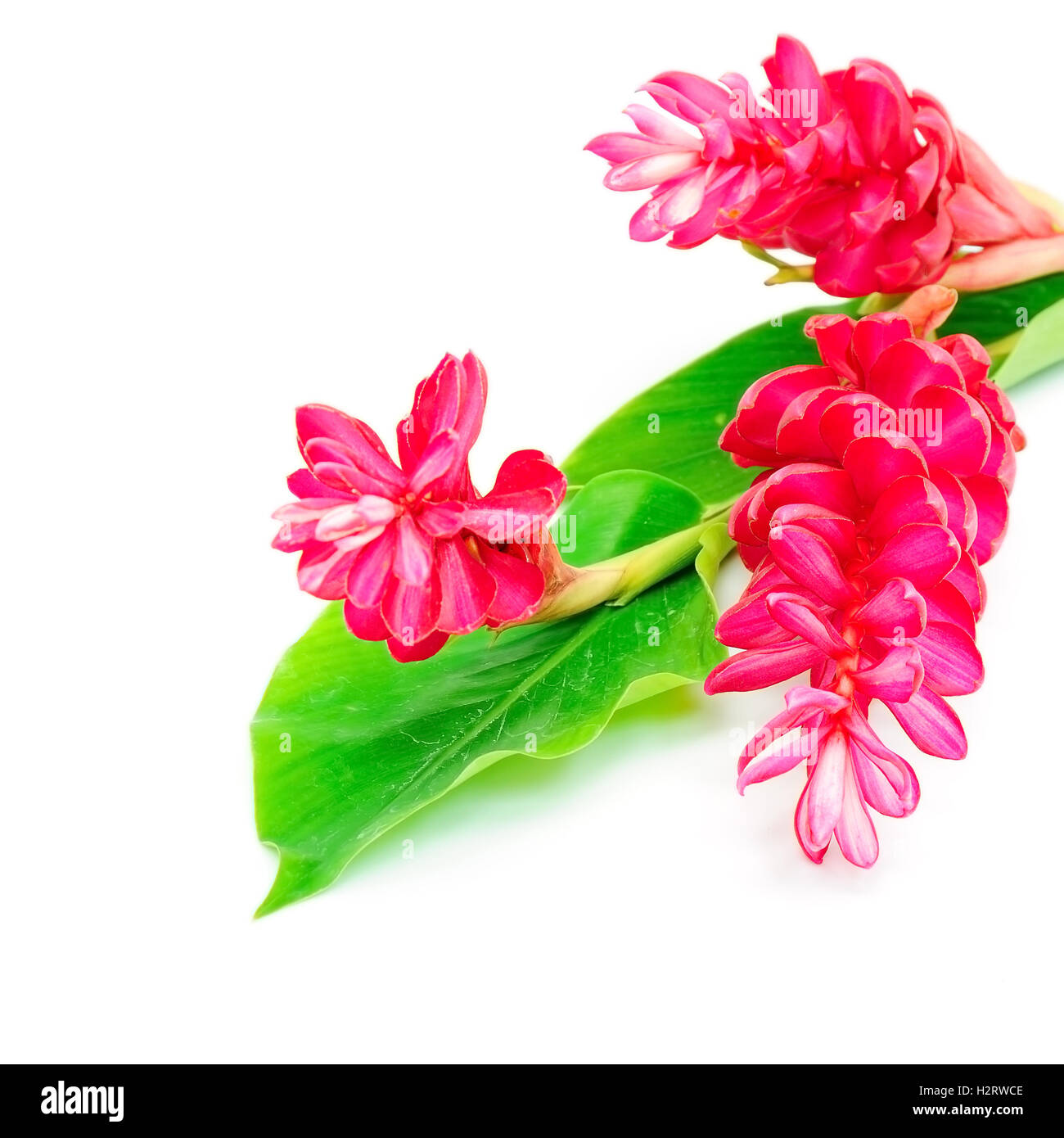 Alpinia purpurata rouge Banque d'images détourées - Alamy