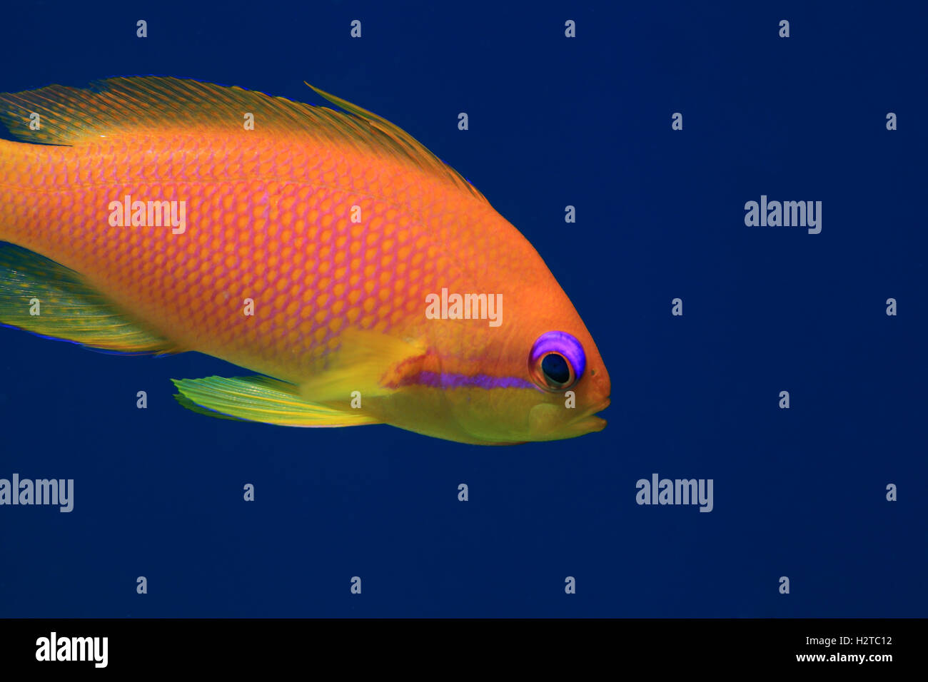 Loup de mer rouge Banque de photographies et d’images à haute ...