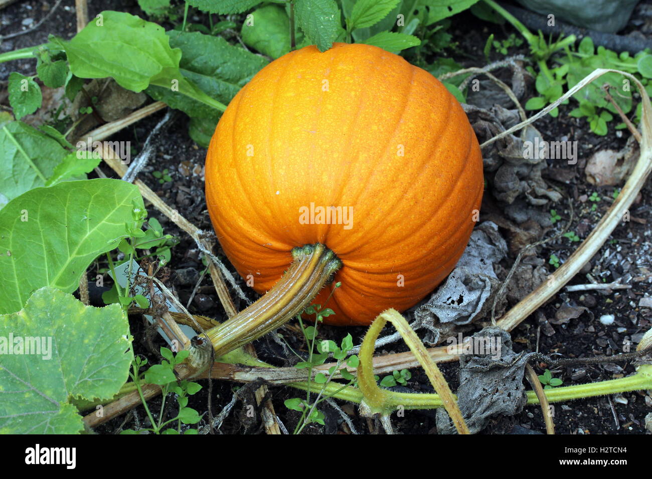 Plant de citrouille Banque de photographies et d’images à haute ...