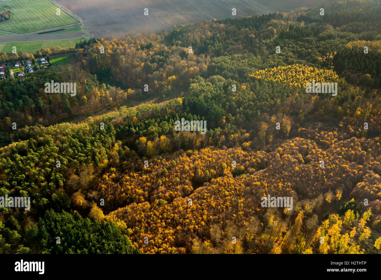 Photo aérienne, Buchenwald, la forêt de feuillus à l'automne, Dargun ...