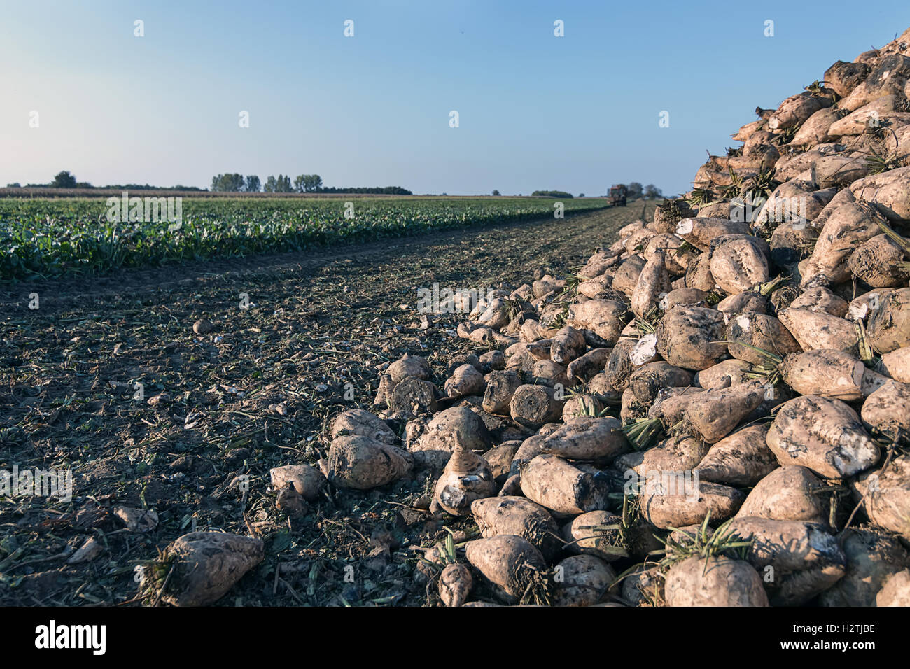 La récolte de betteraves à sucre. Le tas de betteraves à sucre Photo ...