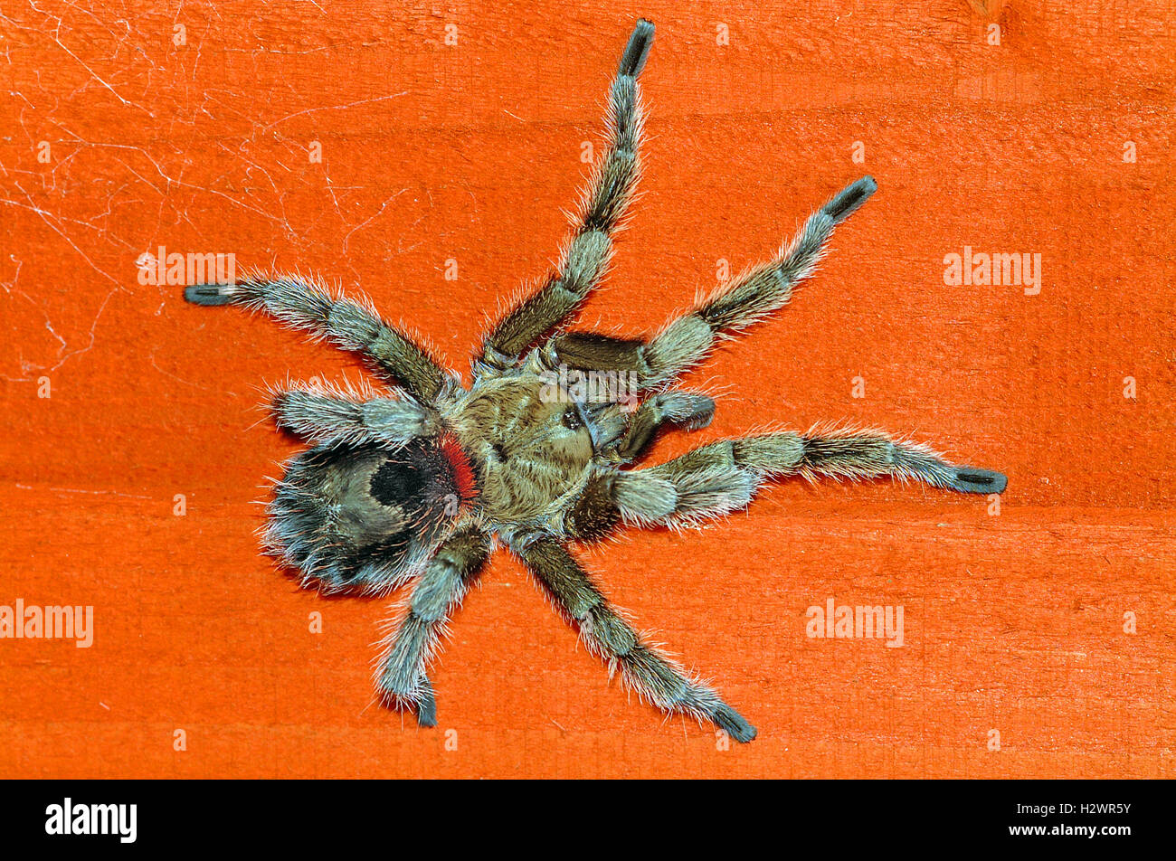 Arachnide araignée tarentule Banque de photographies et d’images à ...