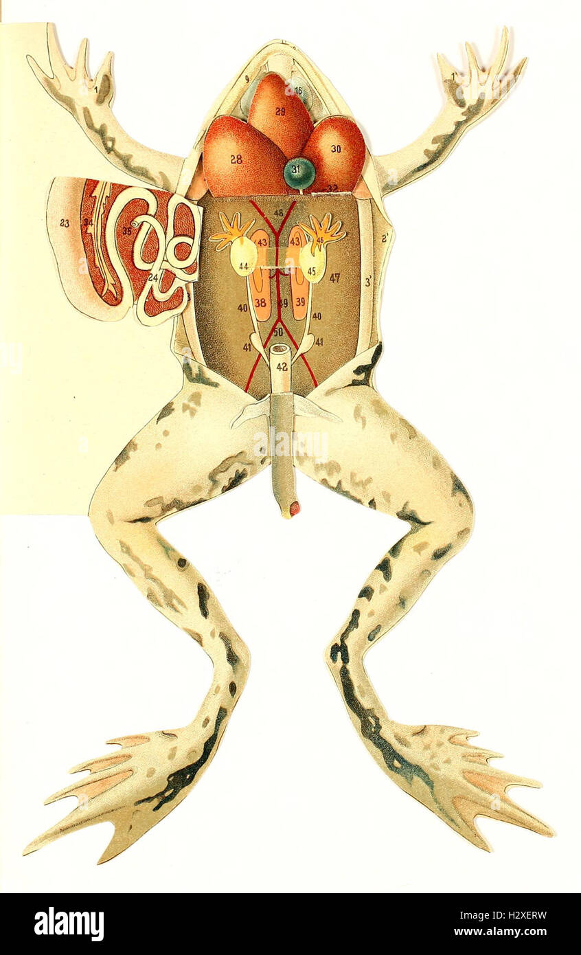 Cette plaque illustre l’anatomie et la dissection de la grenouille ...