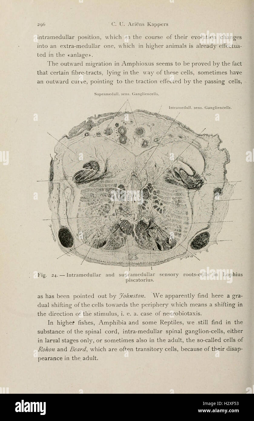 Ce livre rend hommage à D.S. Ramón y Cajal, figure éminente des ...
