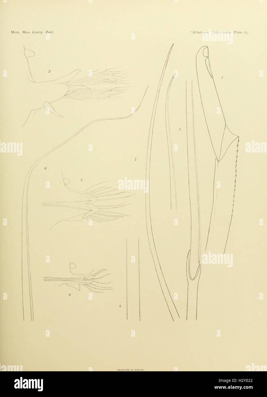 Cette étude se concentre sur la classe des annélides Polychètes ...