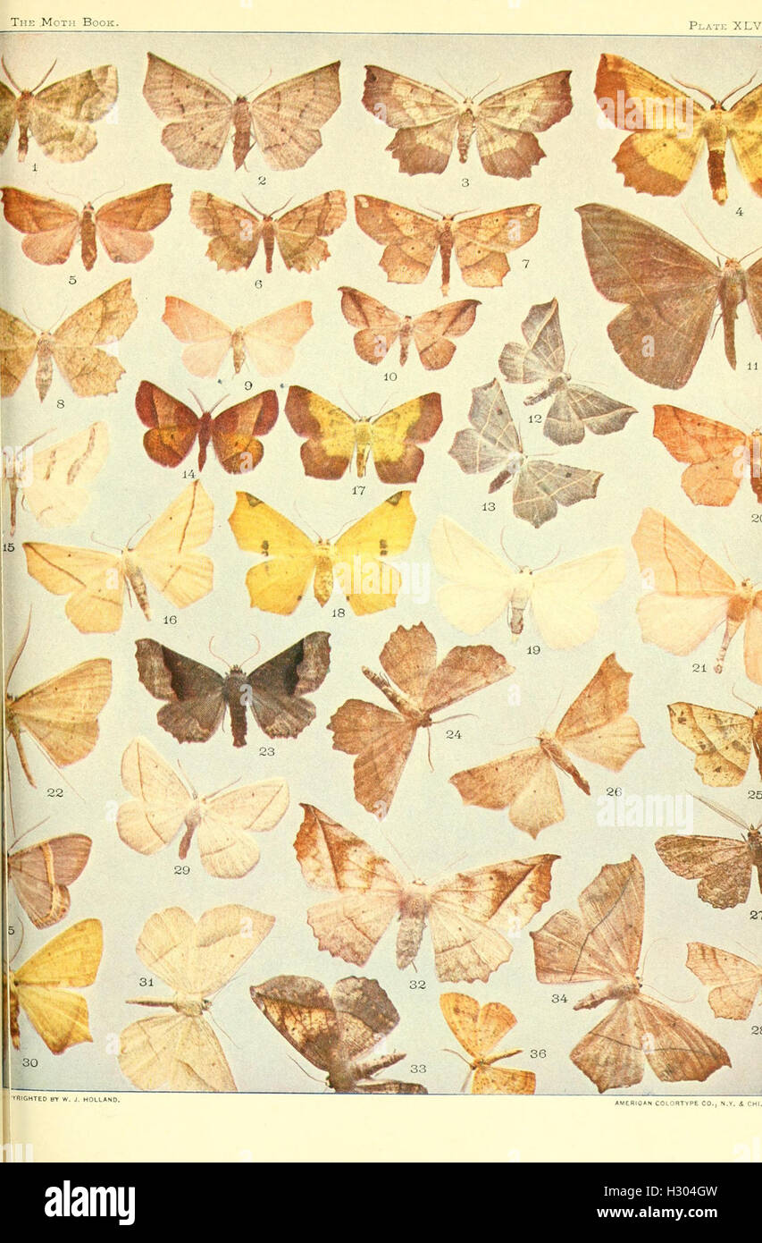 The Moth Book est un guide détaillé des espèces de mites, détaillant ...