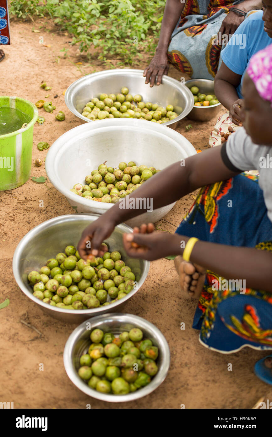 Les femmes recueillent les fruits de karité tombés, l'écrou de qui est ...