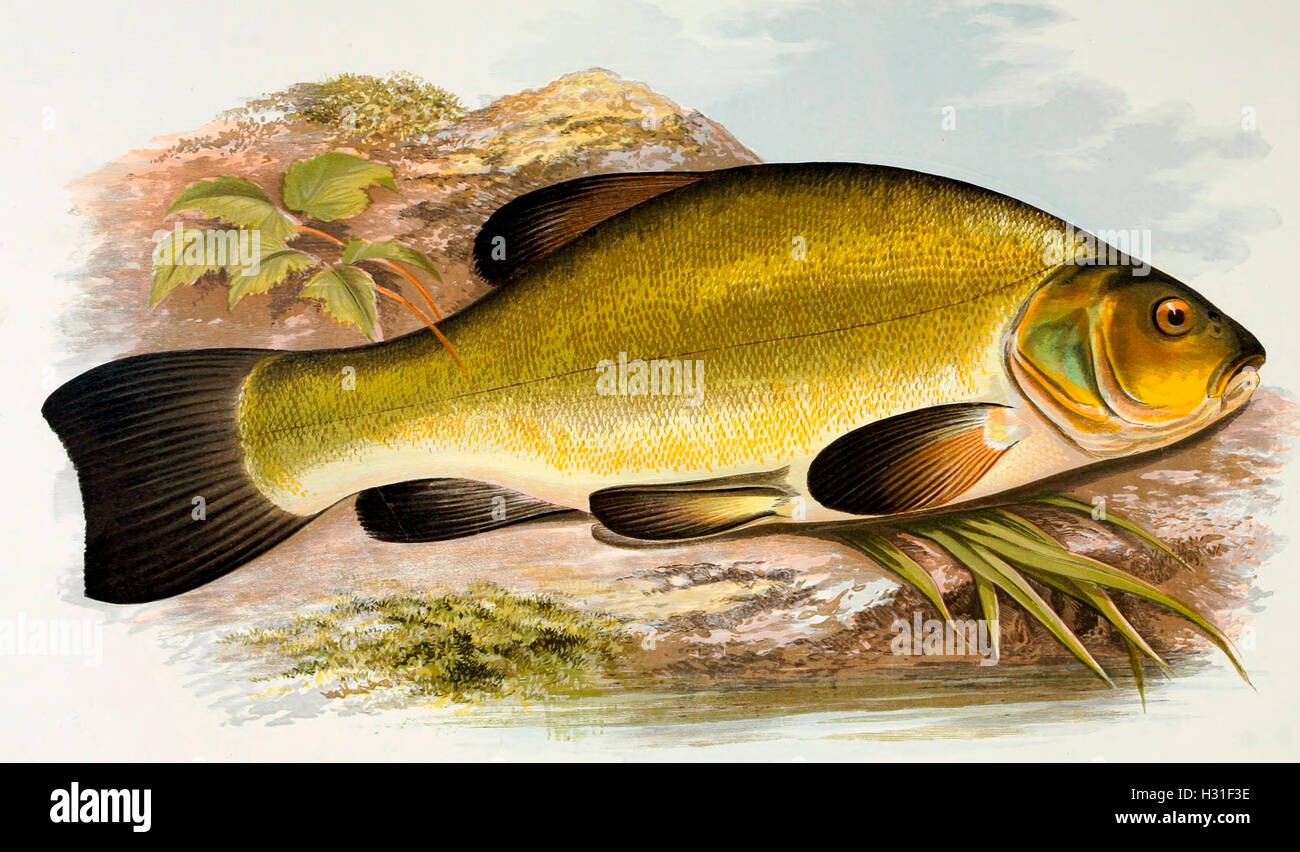 Tanche fish Banque de photographies et d’images à haute résolution - Alamy
