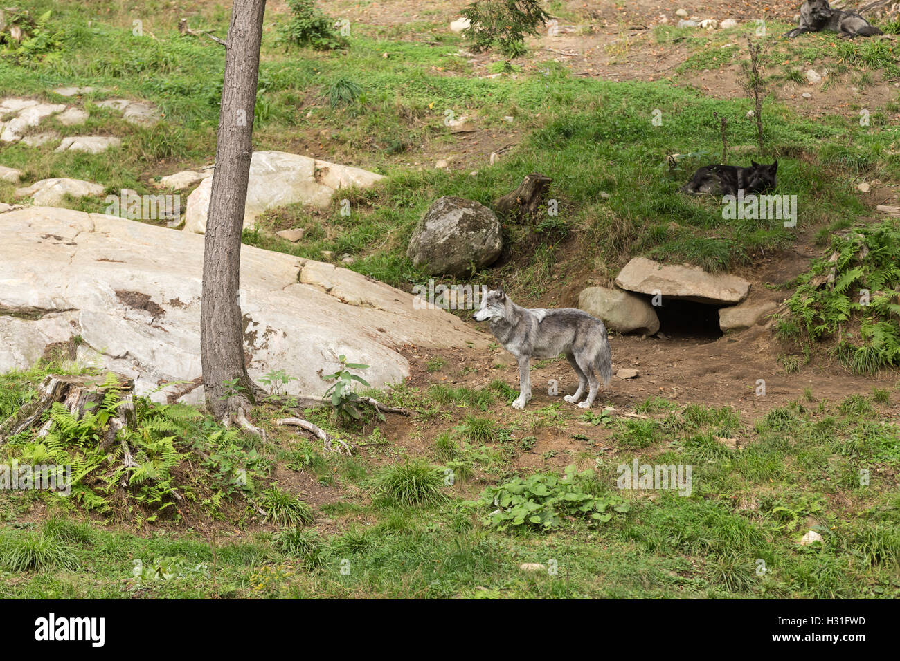 Loup dans la foret Banque de photographies et d’images à haute ...