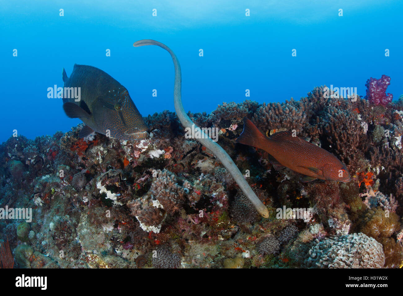 Serpent de mer olive aipysurus laevis Banque de photographies et d ...