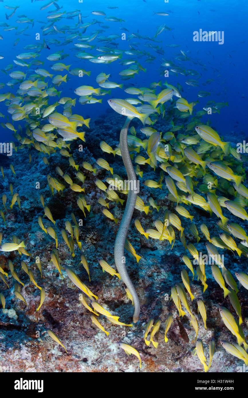 QZ52581-D. Serpent de mer d'olive (Aipysurus laevis) vers le bas à ...