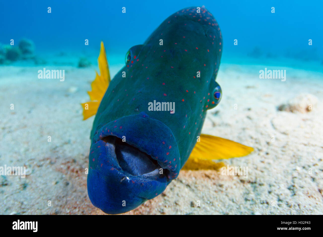 Broomtail wrasse Banque de photographies et d’images à haute résolution ...