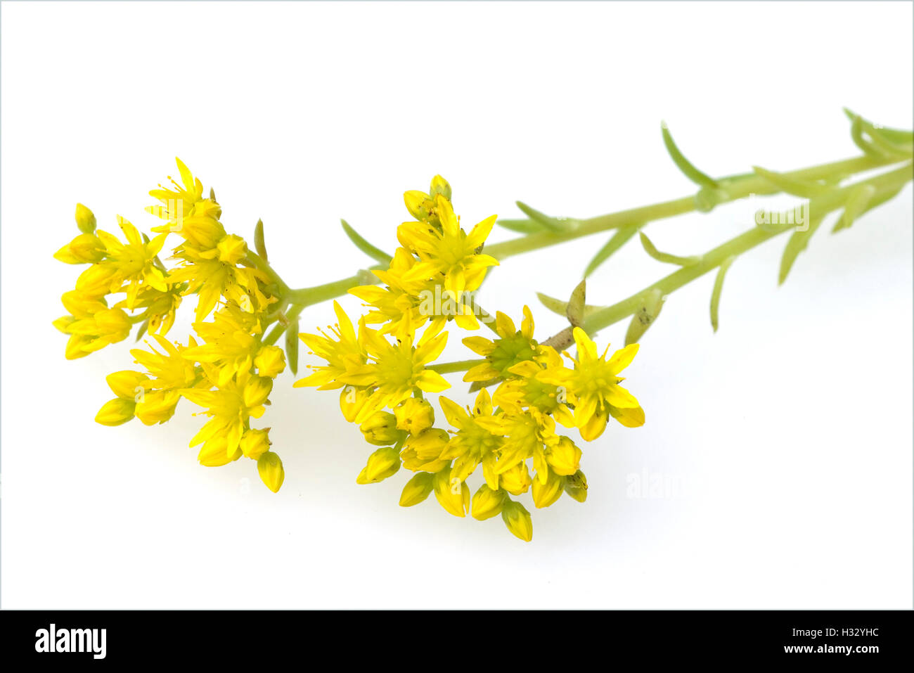 Sedum reflexum Banque d'images détourées - Alamy