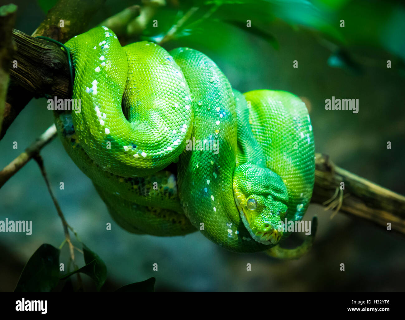 Green tree snake Banque de photographies et d’images à haute résolution ...