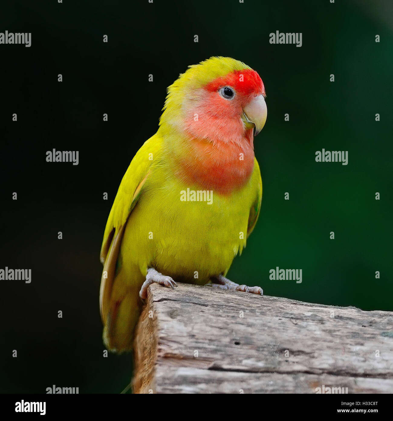 Inséparable oiseau Banque de photographies et d’images à haute ...