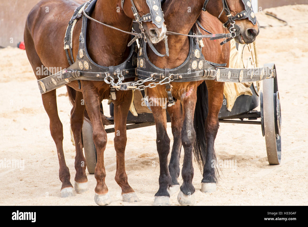 La race, char romain dans un combat de gladiateurs, bloody circus Photo ...