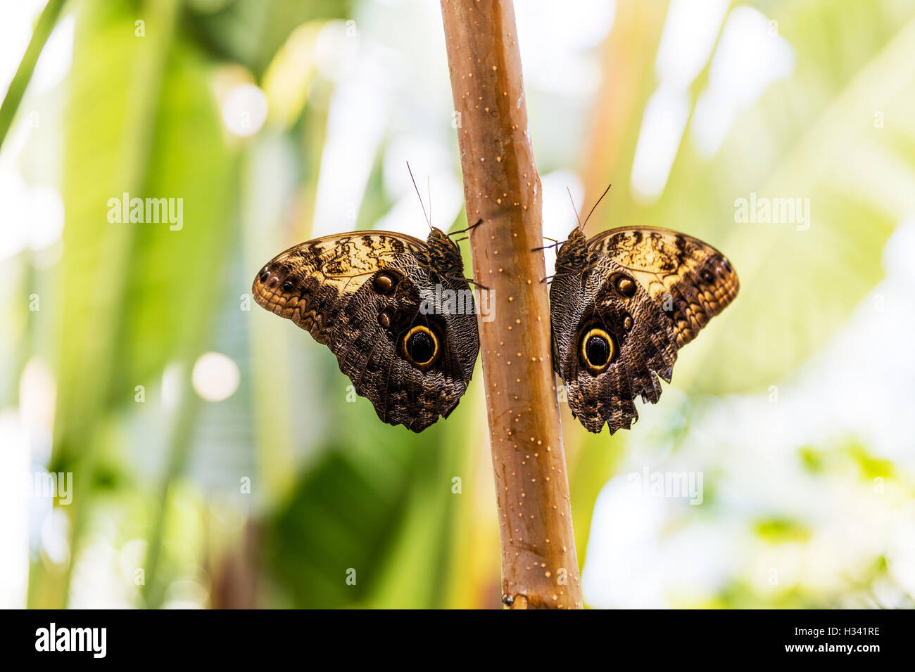 Papillon Hibou géant sombre des papillons papillon Caligo (illionius ...