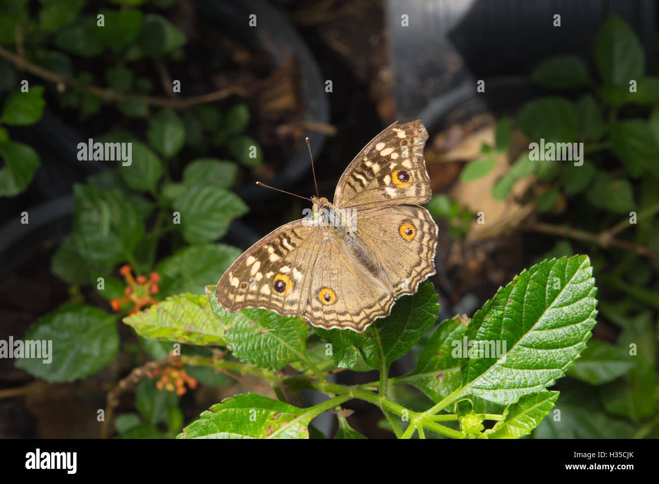 Papillon citron Banque de photographies et d’images à haute résolution ...
