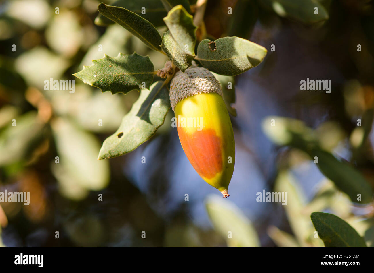 Gland de chêne vert, Quercus ilex subs rotundifolia ballota, Andalousie ...