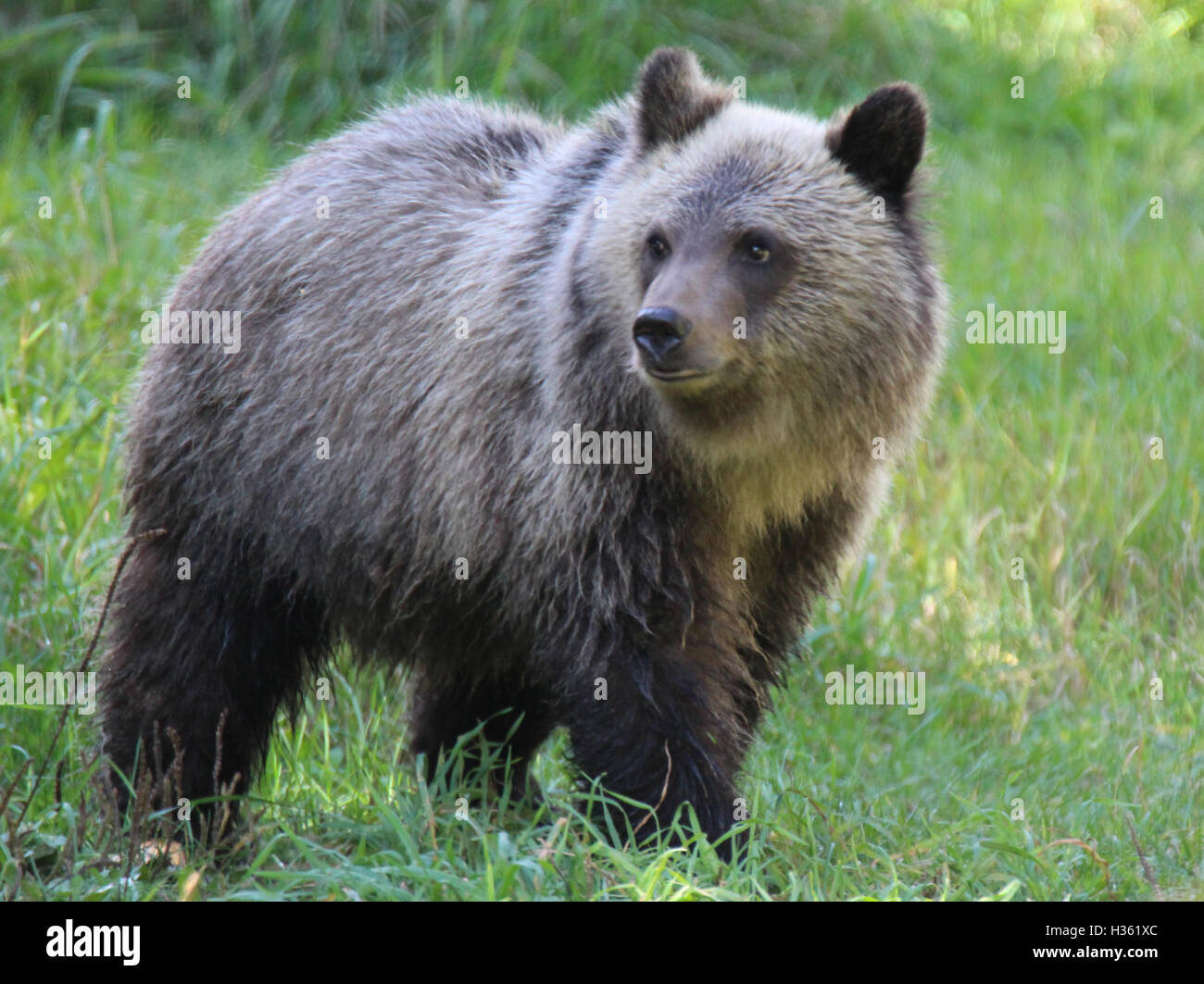 Grizzly bear cub Banque de photographies et d’images à haute résolution ...