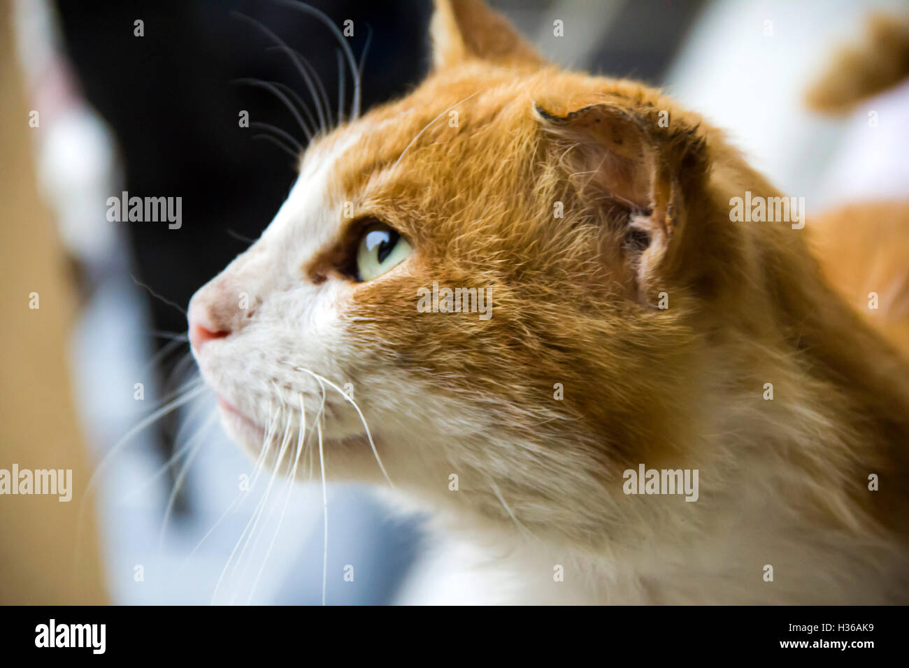 Le museau des chats Banque de photographies et d’images à haute ...