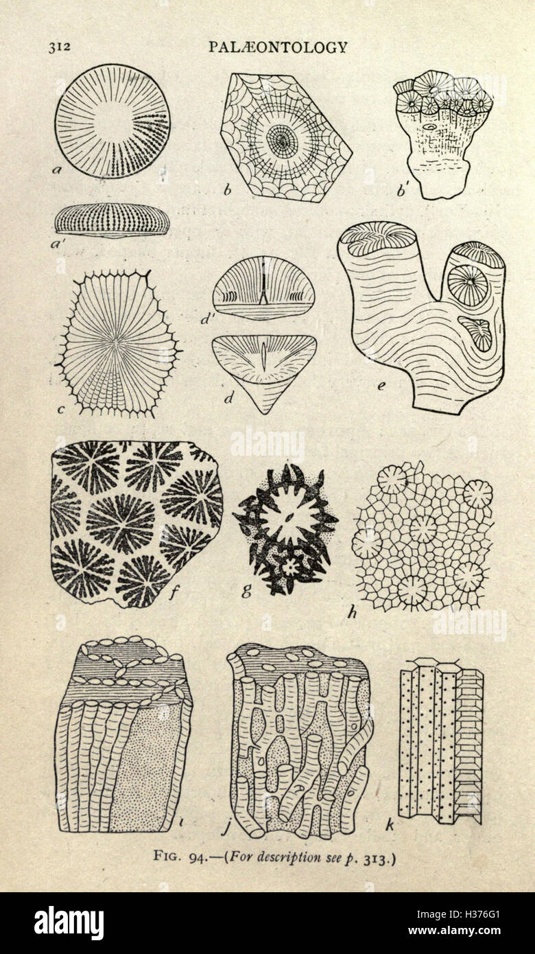 Fossil identification Banque de photographies et d’images à haute ...