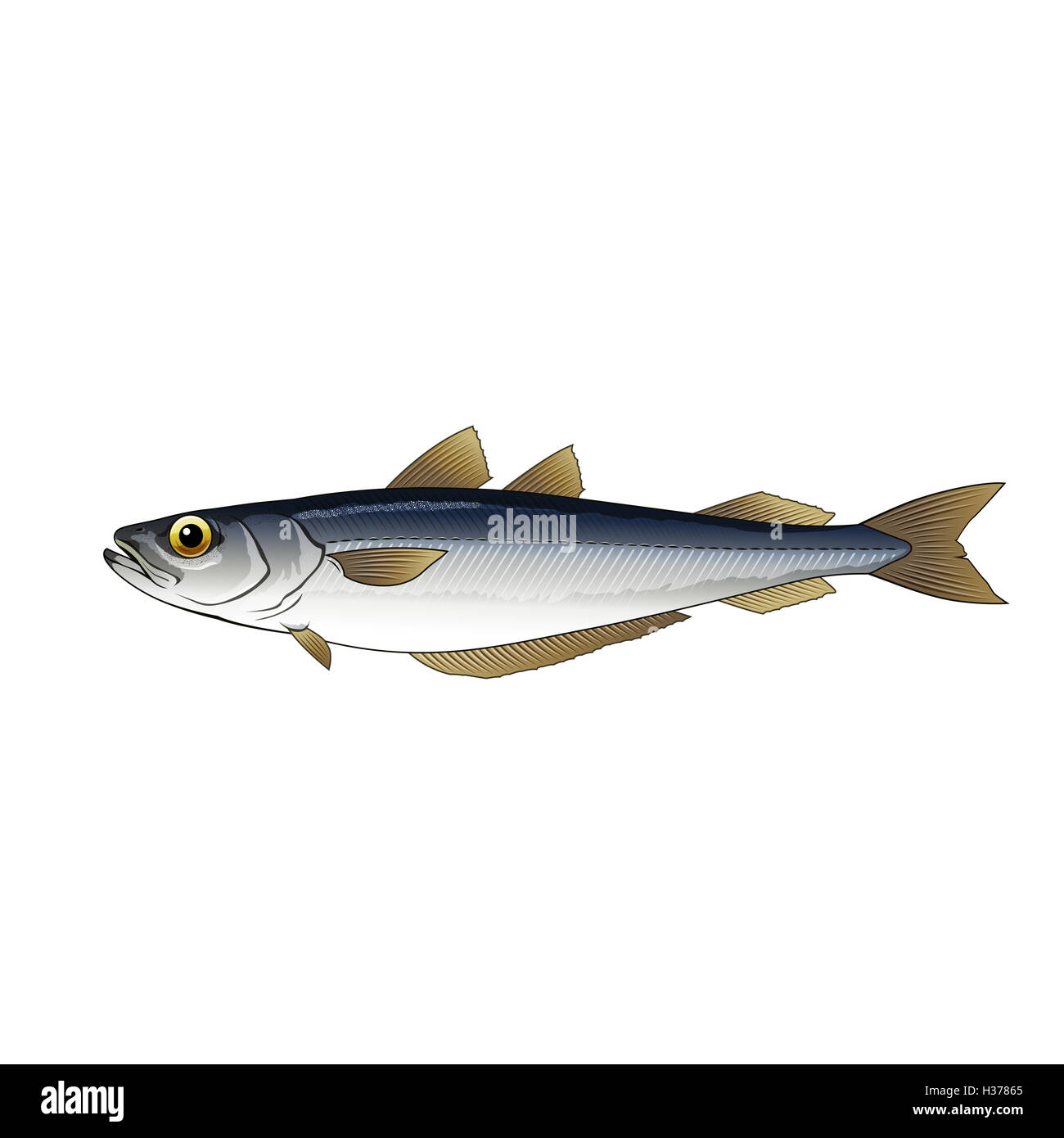 Poisson merlan bleu Banque de photographies et d’images à haute ...