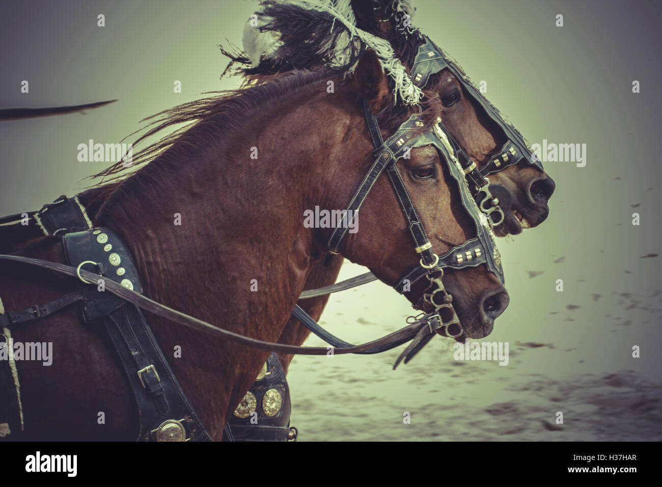 Char romain dans un combat de gladiateurs, bloody circus Photo Stock ...