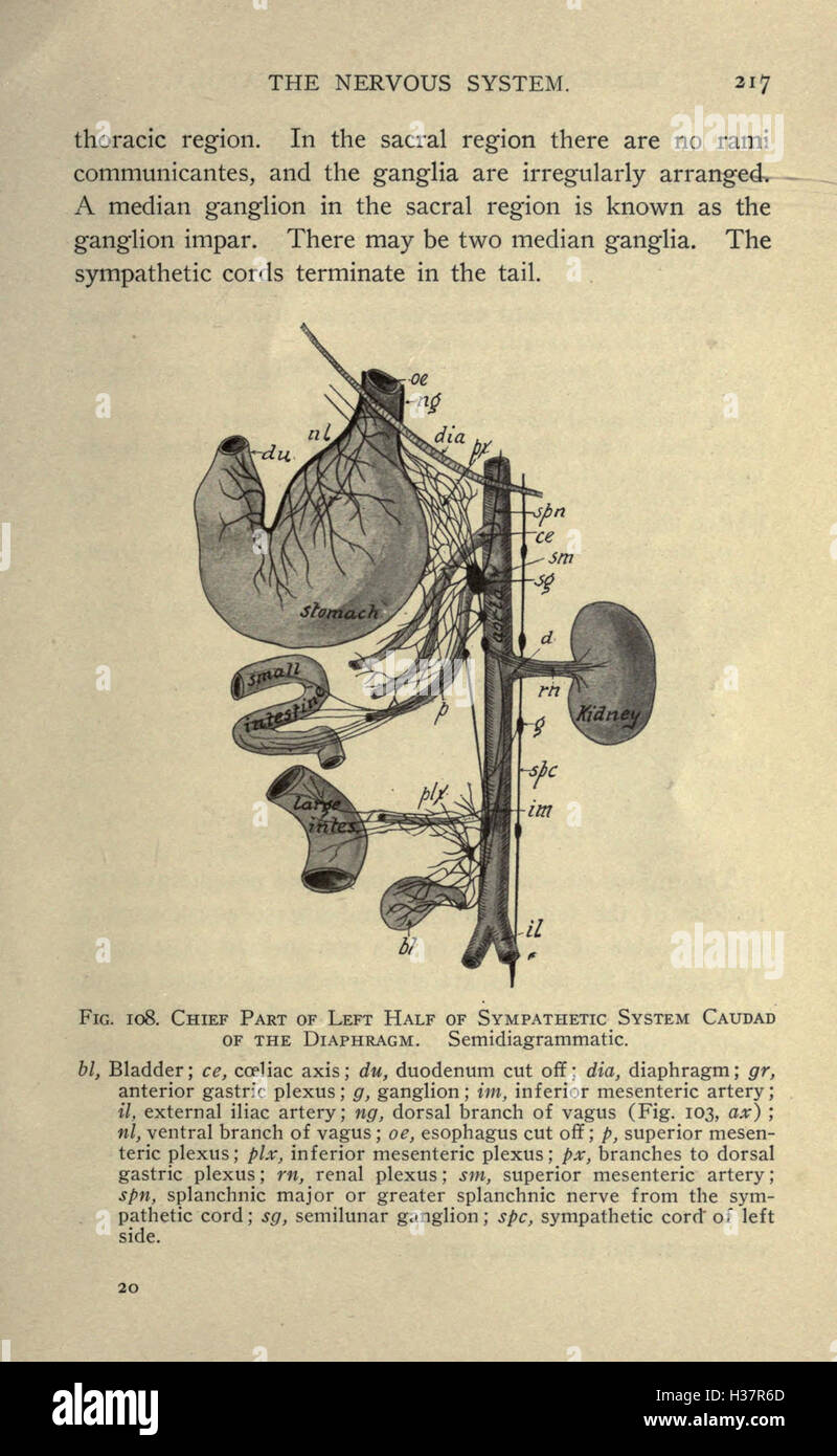 Cette page couvre l'anatomie des mammifères, explorant la structure et ...
