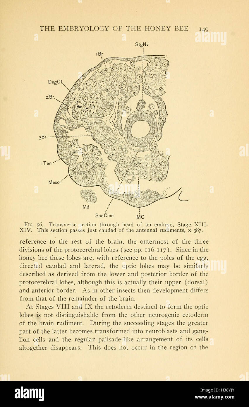 Ce travail se concentre sur l'embryologie de l'abeille mellifère ...