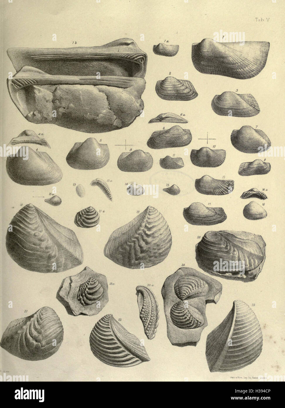 Cette monographie présente une étude détaillée des mollusques de la ...