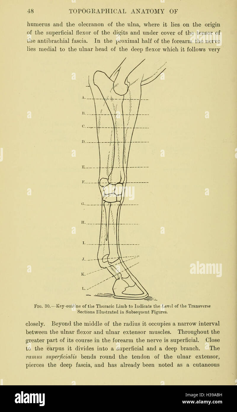 Cette page de 'L'anatomie topographique des membres du cheval' fournit ...