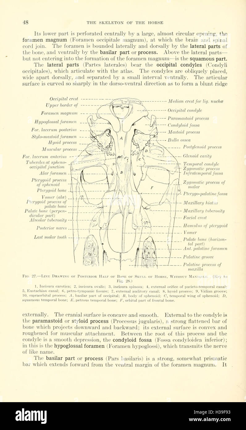 Ce manuel couvre l'anatomie vétérinaire, détaillant la structure et les ...