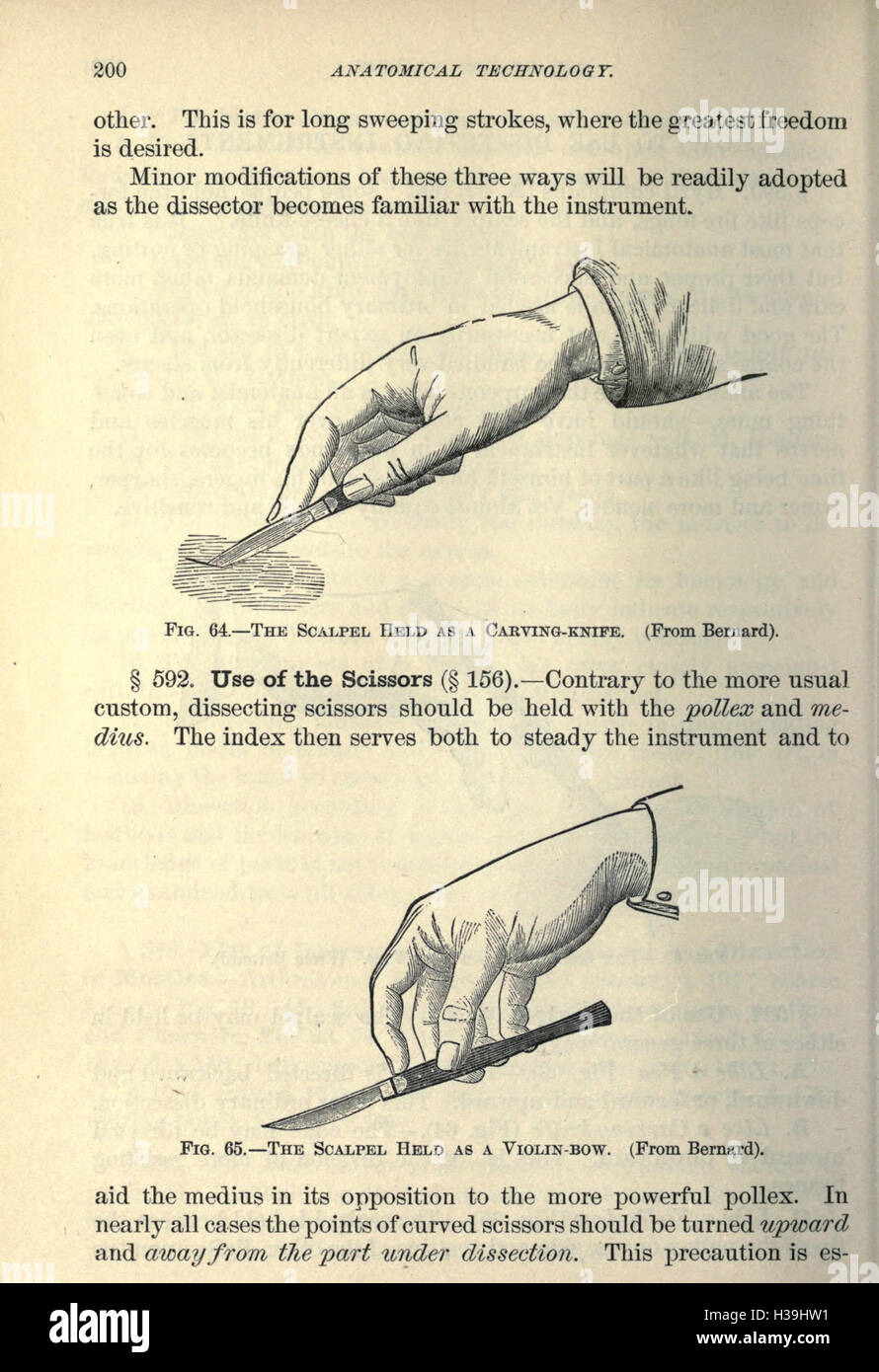Une exploration des structures anatomiques du chat domestique, en se ...
