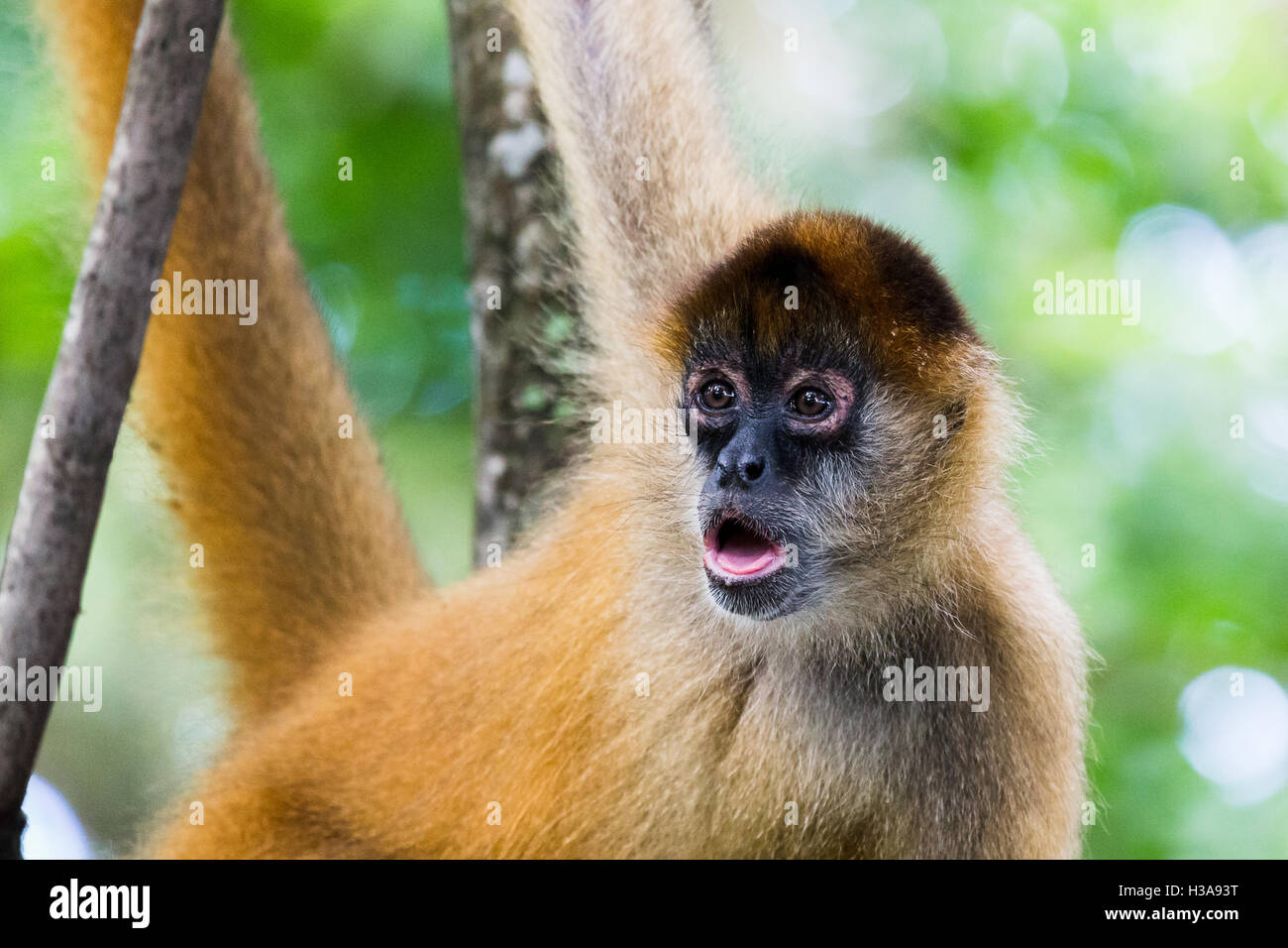 Un singe araignée brune regarde au loin à côté de la plage à Guanacaste ...