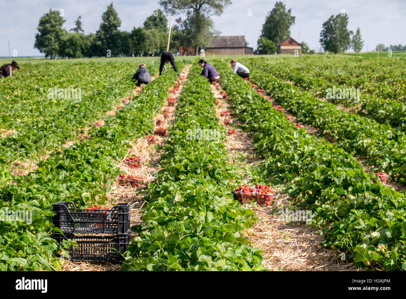 Champs de fraises, pendant la récolte, ferme écologique saine et ...