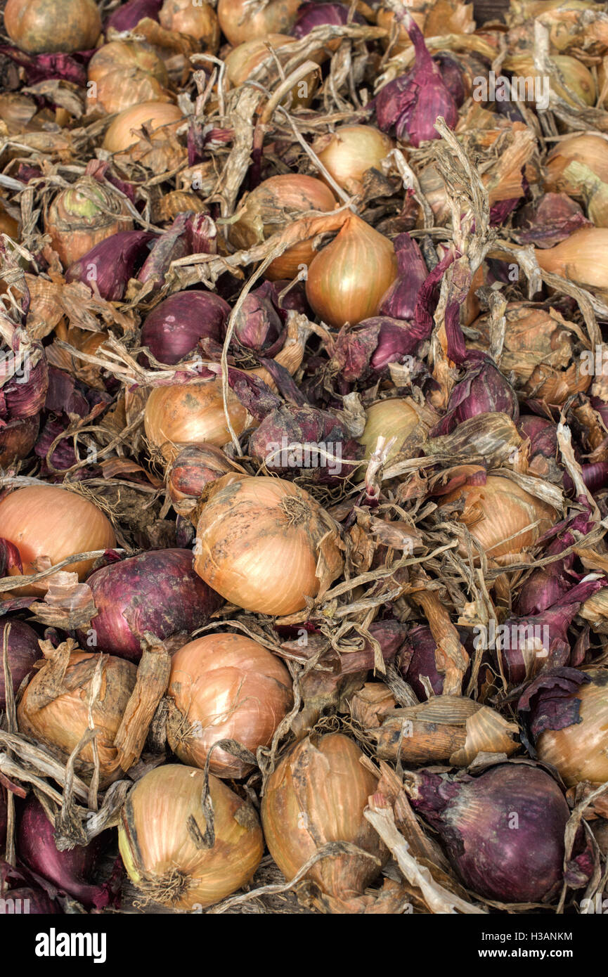 Oignons rouge blanc Banque de photographies et d’images à haute ...