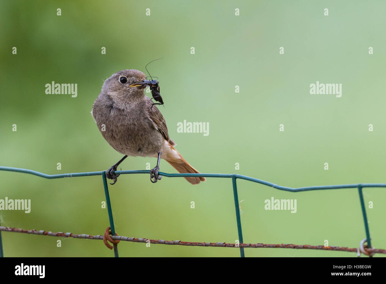 Rougequeue noir femelle Banque de photographies et d’images à haute ...