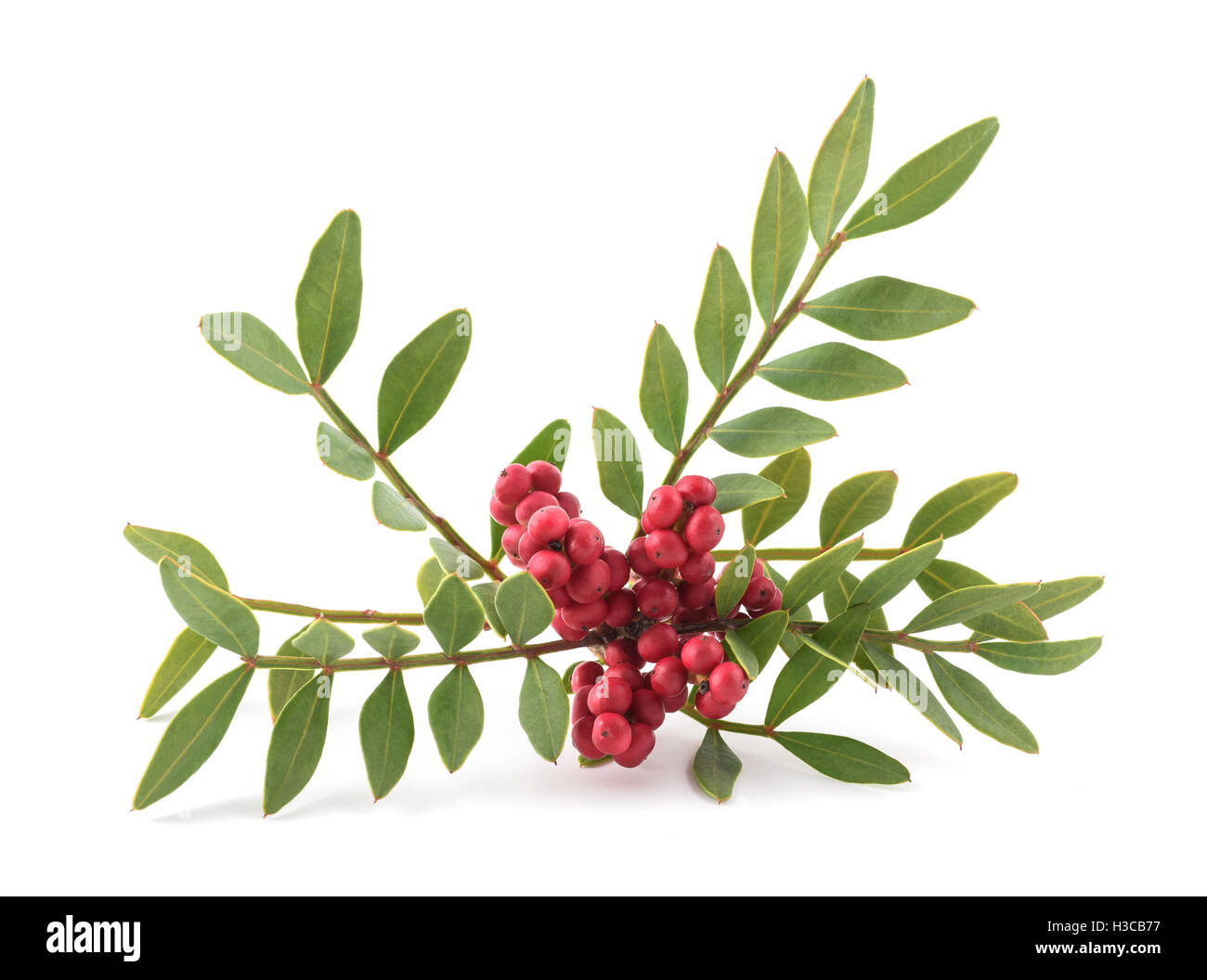 Mastic tree pistacia lentiscus fruits Banque de photographies et d ...