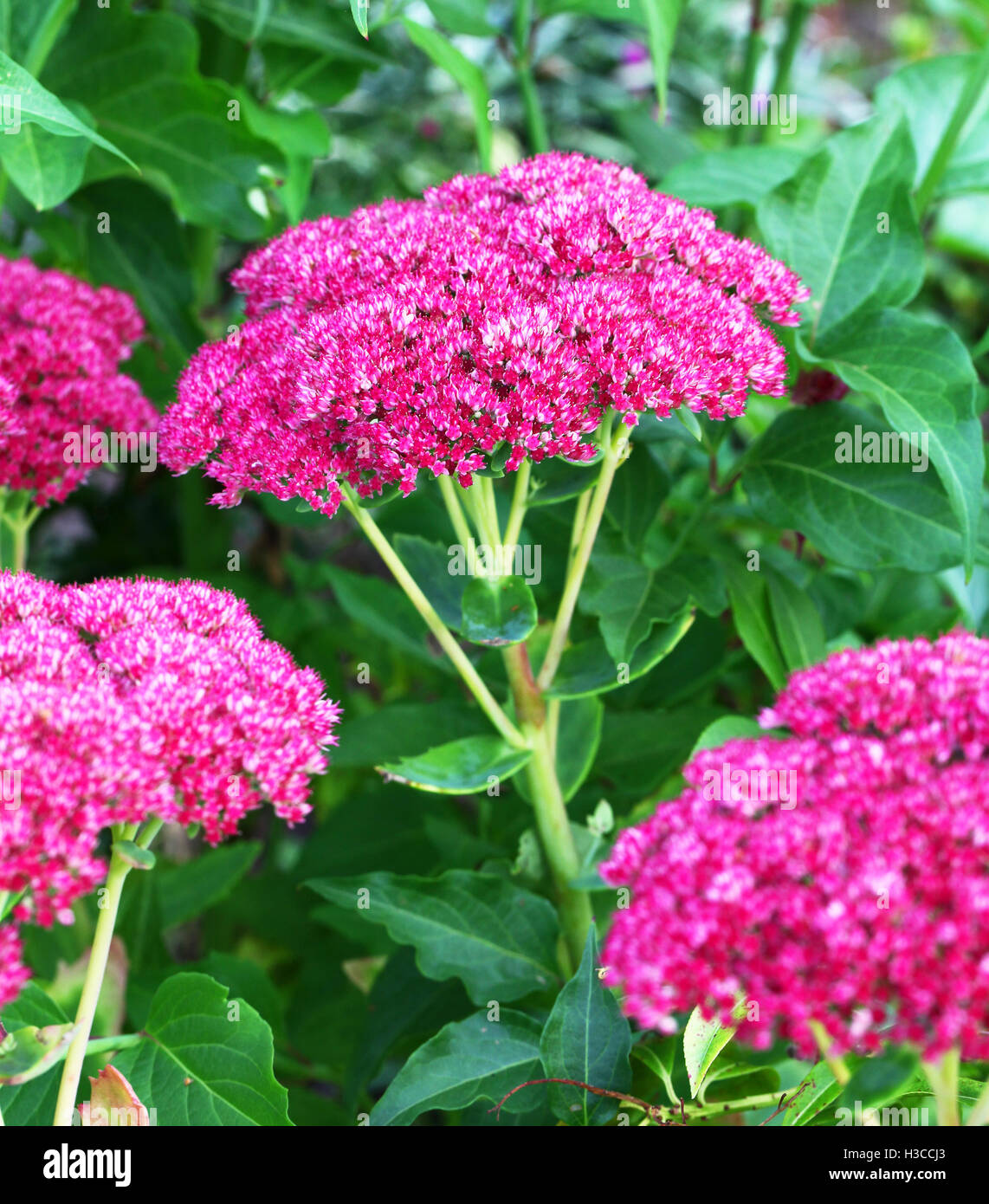 Orpin rose Banque de photographies et d’images à haute résolution - Alamy