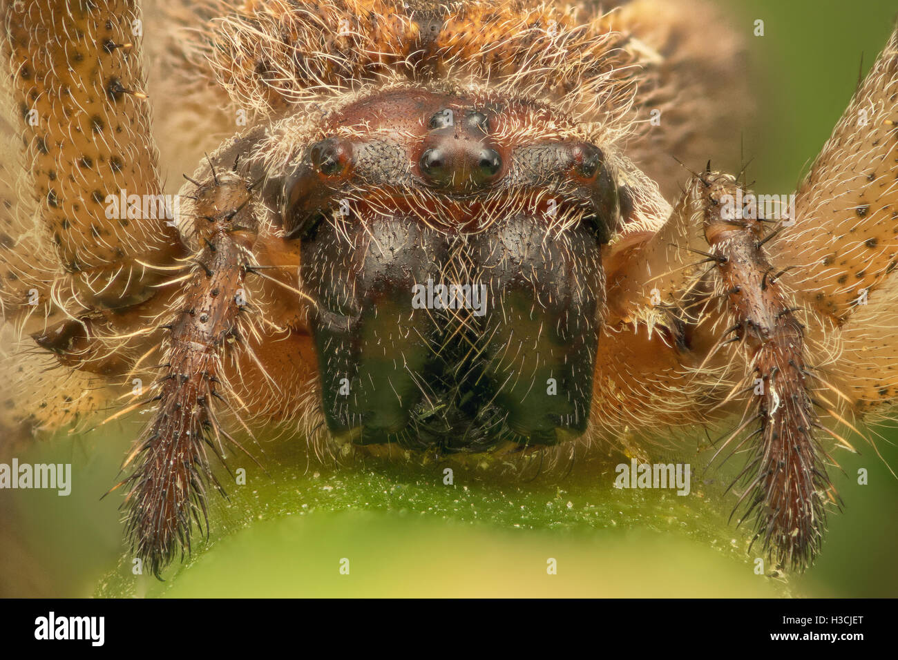 Spider fangs Banque de photographies et d’images à haute résolution - Alamy