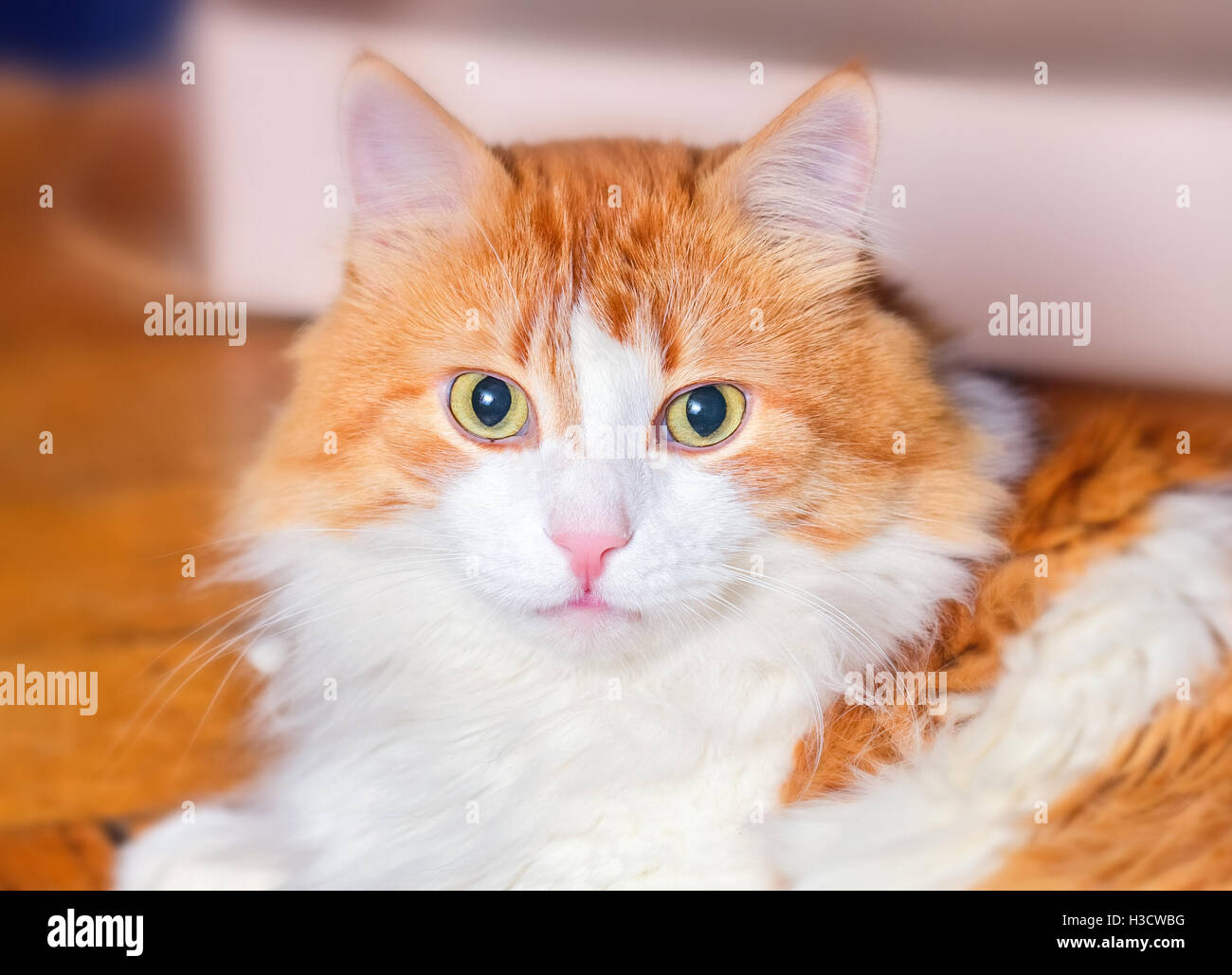 Chat adulte Banque de photographies et d’images à haute résolution - Alamy