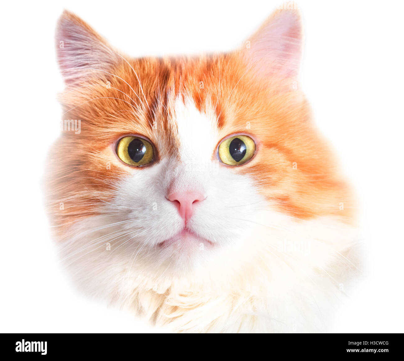Chat rouge Banque de photographies et d’images à haute résolution - Alamy