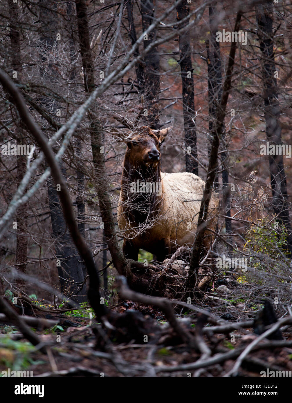 Cerf debout Banque de photographies et d’images à haute résolution - Alamy