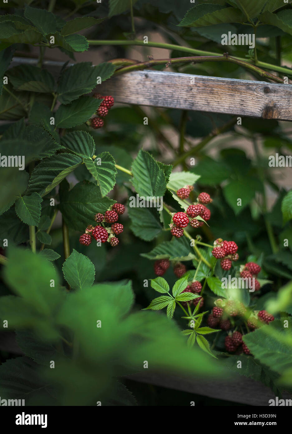 Plant de framboise Banque de photographies et d’images à haute ...