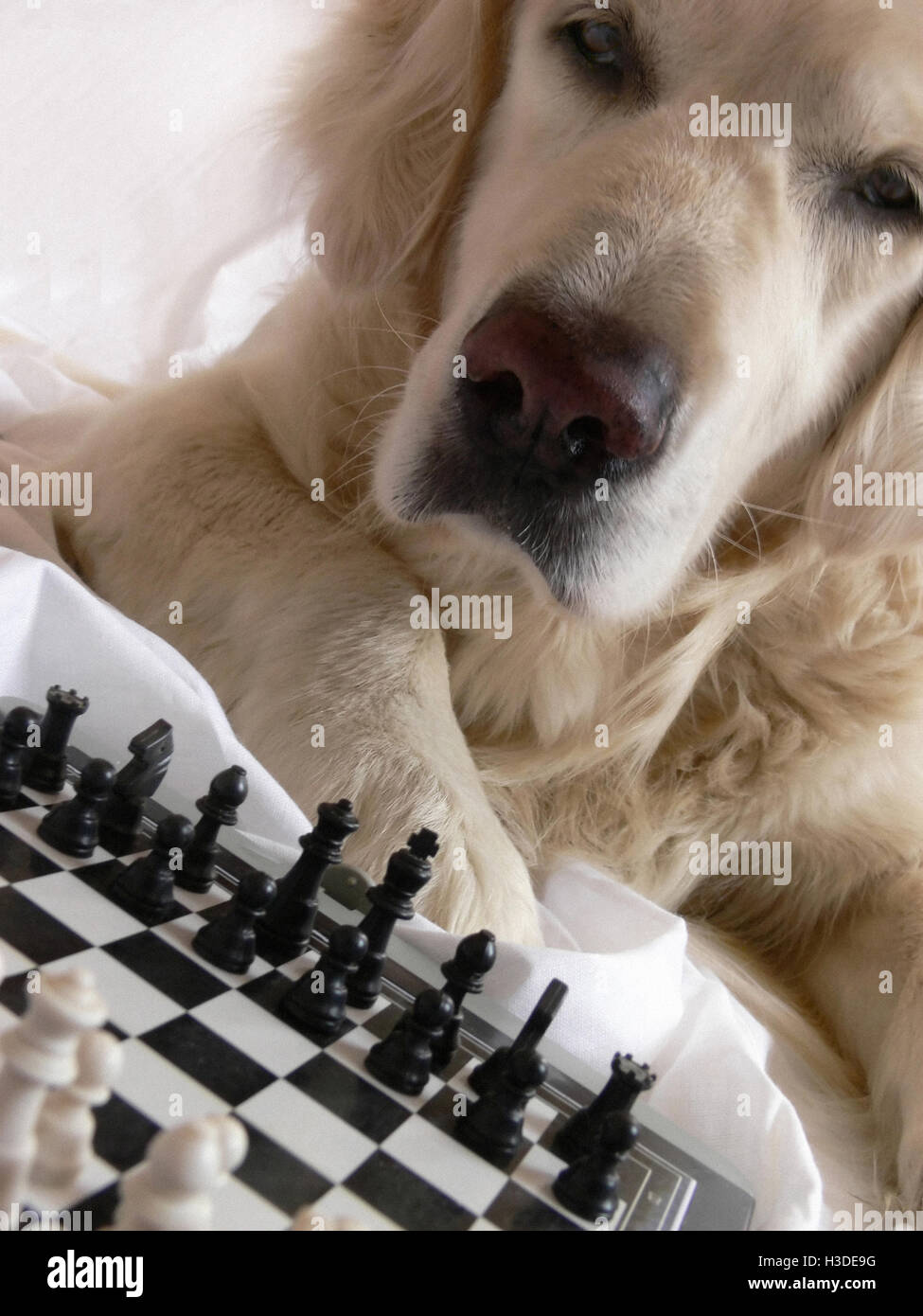 Chess humour Banque de photographies et d’images à haute résolution - Alamy